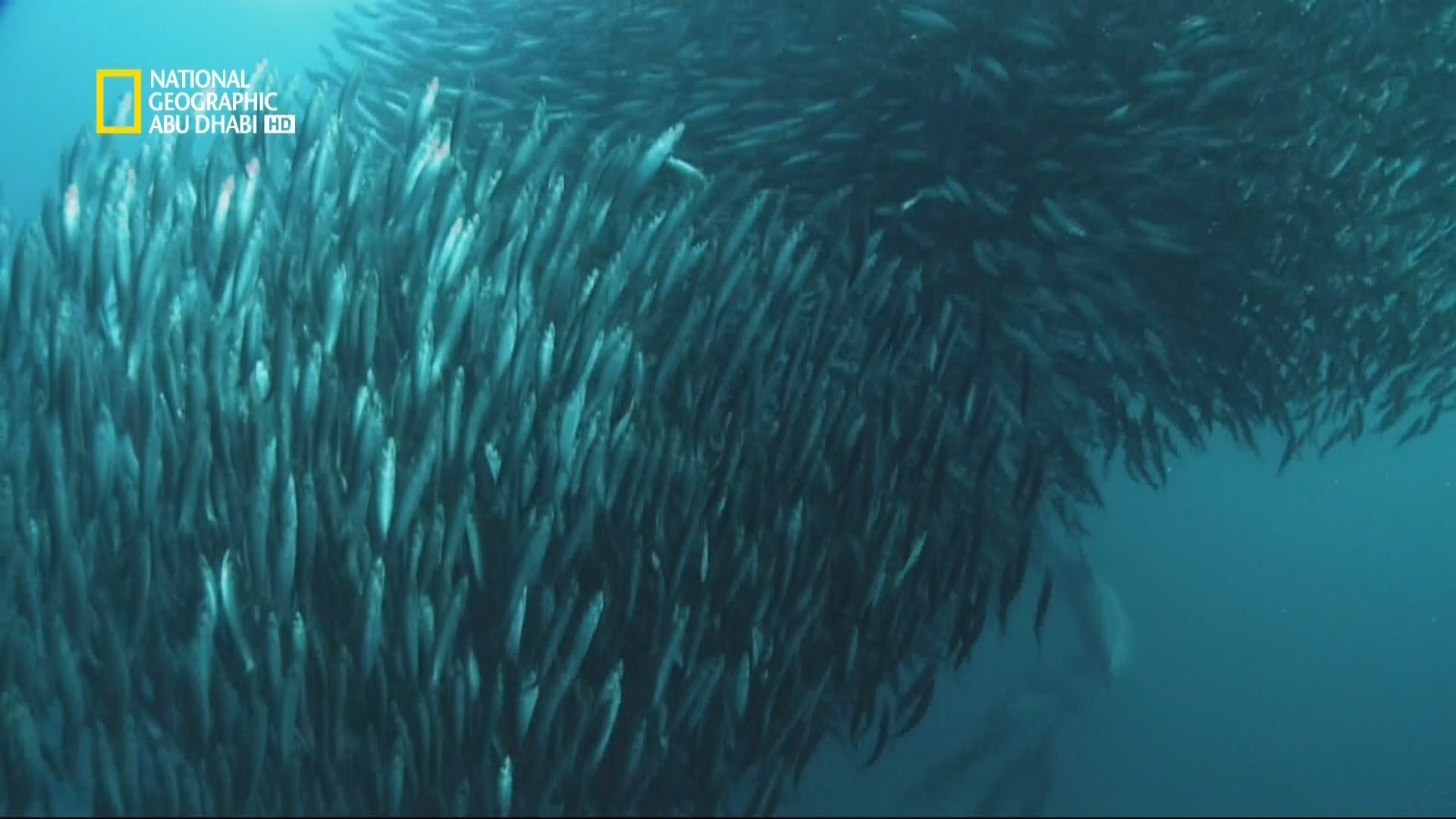 Shark Kill Zone HDTV by Sopeer Arab